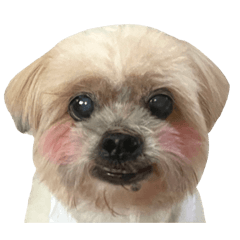 Fhon_20231213140924 – LINE stickers | LINE STORE