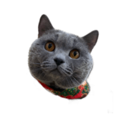 Crazy Grey Cat – สติกเกอร์ LINE | LINE STORE