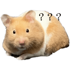 Fizz_20231219202322 – LINE stickers | LINE STORE