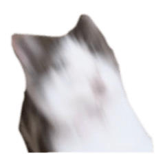 neco animals - LINE スタンプ | LINE STORE