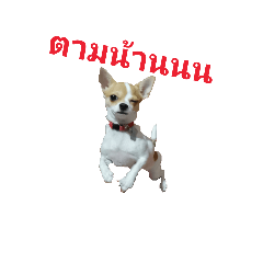 (E)Moji 001 - The Dog – LINE stickers | LINE STORE