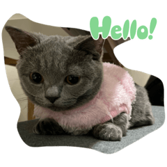Kiki cat_20231222140355 – LINE stickers | LINE STORE
