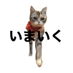 With SHU – LINE stickers | LINE STORE