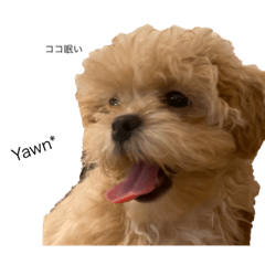 Coco the dog pet – Stickers LINE | LINE STORE