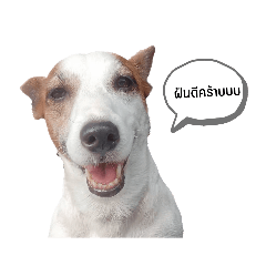 Meet Jack The Jack Russel – LINE stickers | LINE STORE