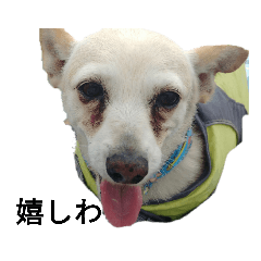 Kenji dog – LINE stickers | LINE STORE