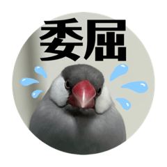 Tomato fan_20240112150259 - LINE スタンプ | LINE STORE