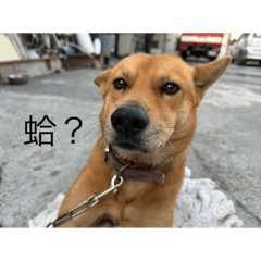 Doggg_20240114193629 - LINE スタンプ | LINE STORE