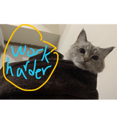 Blueberry the cat - LINE スタンプ | LINE STORE