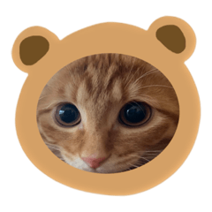 RORO sticker – LINE stickers | LINE STORE