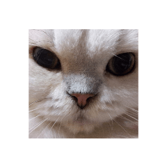 kui miao – LINE stickers | LINE STORE