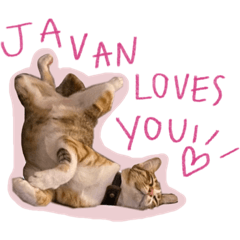 Javan loves you