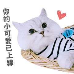 Hej Hej Shiro – LINE貼圖 | LINE STORE