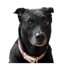 JohnLin_20240124183429 – LINE stickers | LINE STORE
