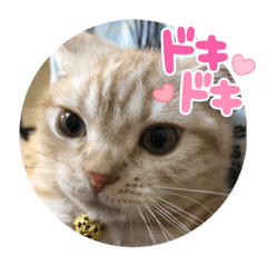 KoJ_20240127110206 – LINE stickers | LINE STORE