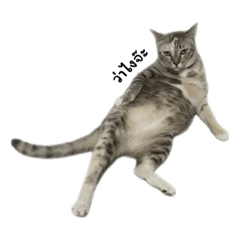 Meaw family story – สติกเกอร์ LINE | LINE STORE