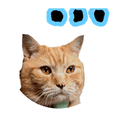 Chance The Cat V1 - LINE スタンプ | LINE STORE