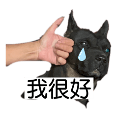The daily life of a little fat dog - Stiker LINE | LINE STORE