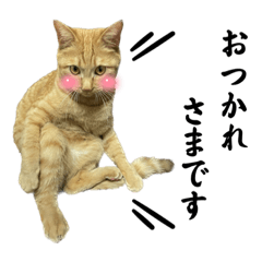 Chachamaru♡2 - LINE スタンプ | LINE STORE