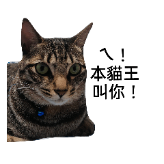 pppppppppppppppp cat - LINE スタンプ | LINE STORE