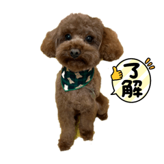 chachamaru&_20240201123757 – LINE stickers | LINE STORE