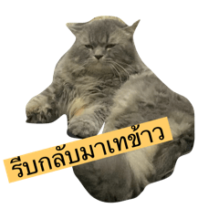 Jibjib_20240202150119 – LINE stickers | LINE STORE
