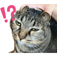 Beautiful-cat-STAMP – LINE stickers | LINE STORE