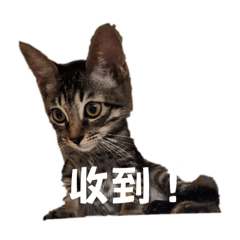 Lxk_0411_20240202165018 - LINE スタンプ | LINE STORE