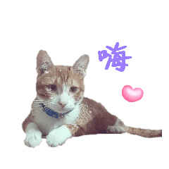 Cat Fanta 2 – LINE stickers | LINE STORE