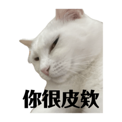 Cheng Ching Ciao_20240204195113 – LINE stickers | LINE STORE