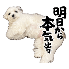 Maltese_Pero – LINE stickers | LINE STORE