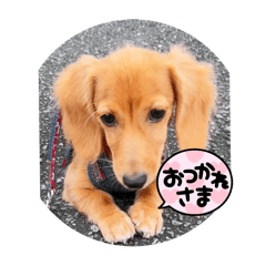 my.choco_20240205231822 – LINE stickers | LINE STORE