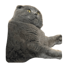 Theo the cat – LINE stickers | LINE STORE