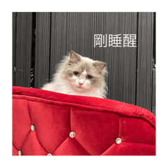 oreo cat_20240215161142 - LINE スタンプ | LINE STORE