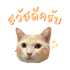 Johnny the cat v.2 – สติกเกอร์ LINE | LINE STORE