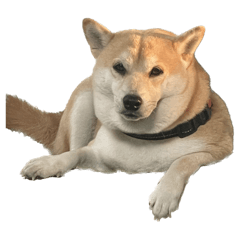 GG dog life – LINE貼圖 | LINE STORE