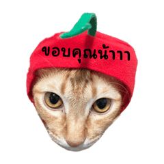 Meaw family story V1 – LINE stickers | LINE STORE