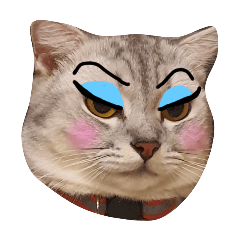 Baan-Ma Crazy Cat – สติกเกอร์ LINE | LINE STORE