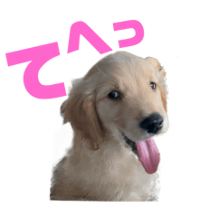 ゴールデンレトリバーのひなた君 - LINE スタンプ | LINE STORE