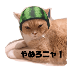 トコスケダイエット計画！ - LINE スタンプ | LINE STORE