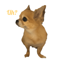 Kuli_20240301142047 – LINE stickers | LINE STORE