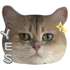 Goofy Cat House – LINE stickers | LINE STORE