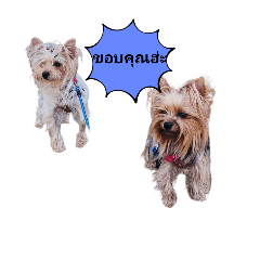 Angpao_20240303132824 – LINE stickers | LINE STORE