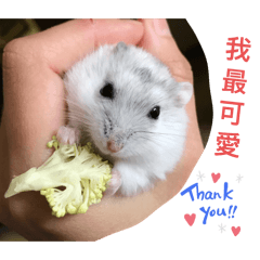 DaDaDa 家的倉鼠也來湊熱鬧 – LINE貼圖 | LINE STORE