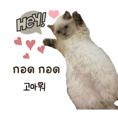 Cat-matin_20240304204717 - LINE スタンプ | LINE STORE