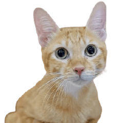 4F Tin Cat House – LINE stickers | LINE STORE