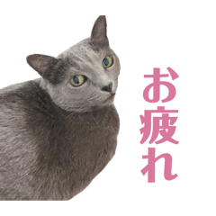 kuou_20240305213926 – LINE stickers | LINE STORE