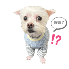 Catfat_20240307133705 – LINE stickers | LINE STORE
