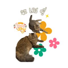 Cat Tiger&Lyga – LINE stickers | LINE STORE