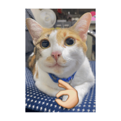 Niki memes – LINE stickers | LINE STORE